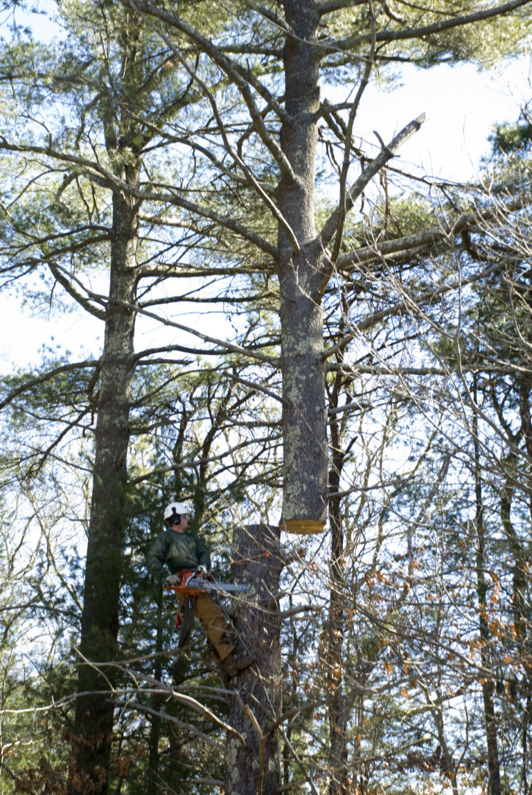 Removals - Hamilton Tree and Landscape