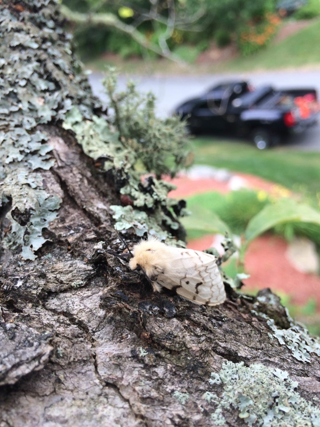 Plant Health - Hamilton Tree and Landscape