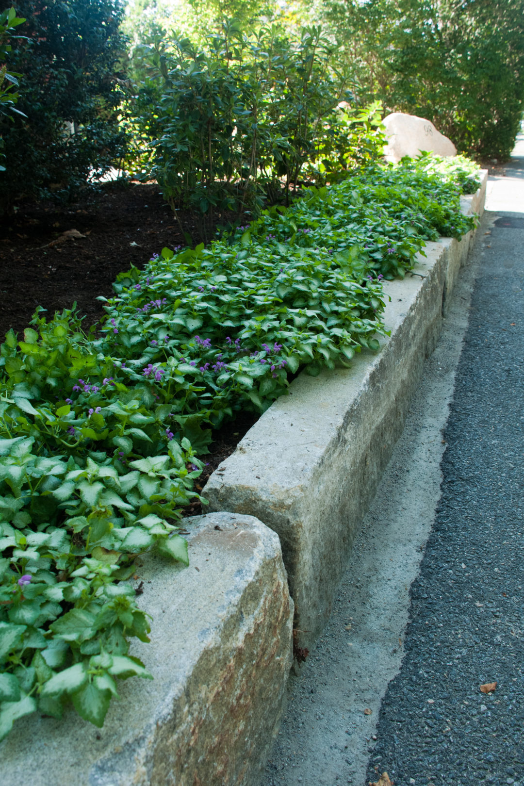 Falmouth 2016 - Hamilton Tree and Landscape