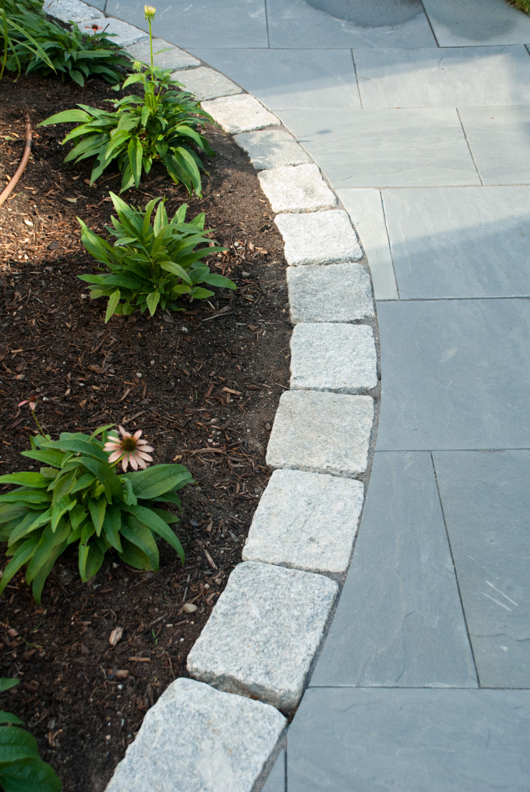 Falmouth 2016 - Hamilton Tree and Landscape