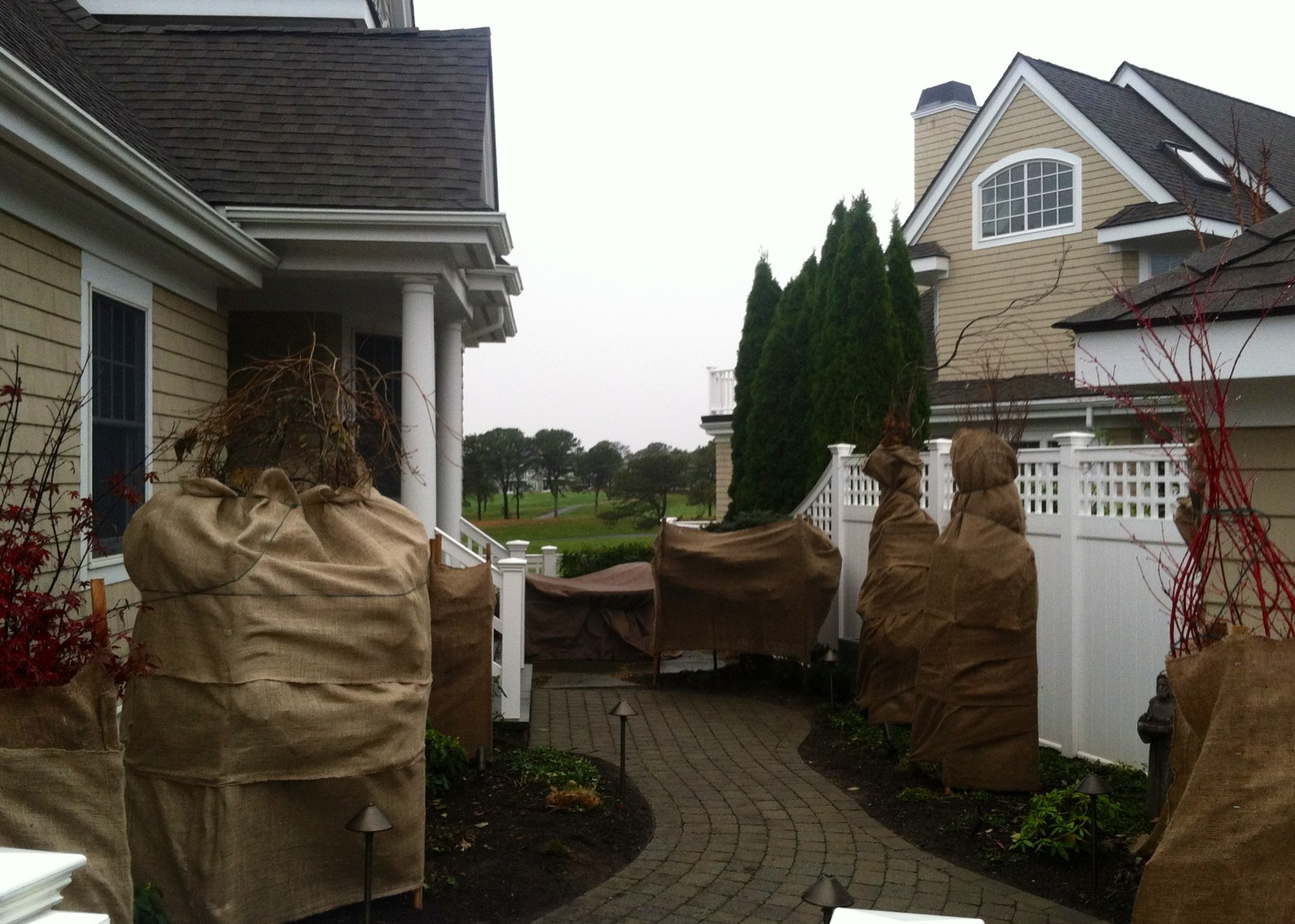 Cold/Wind Protection - Hamilton Tree and Landscape