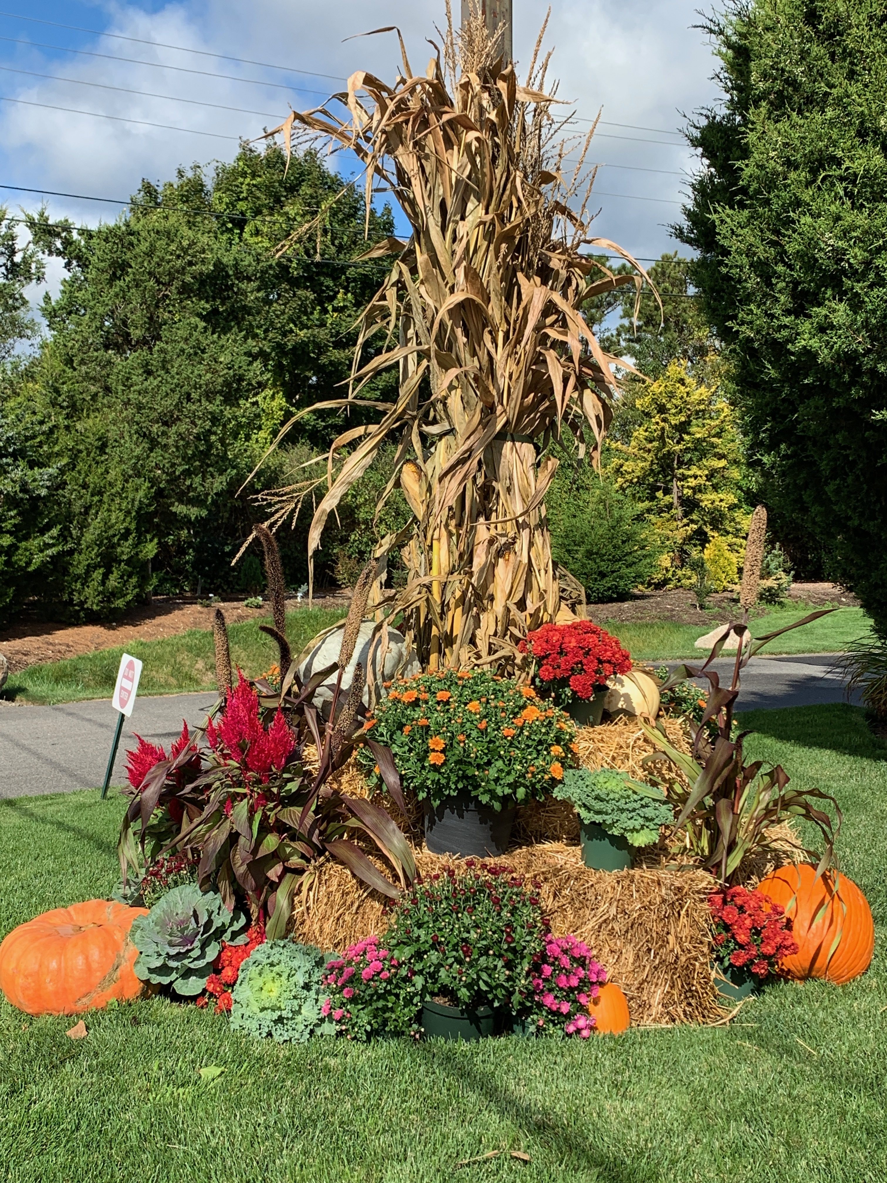 IMG-2608[1] - Hamilton Tree and Landscape