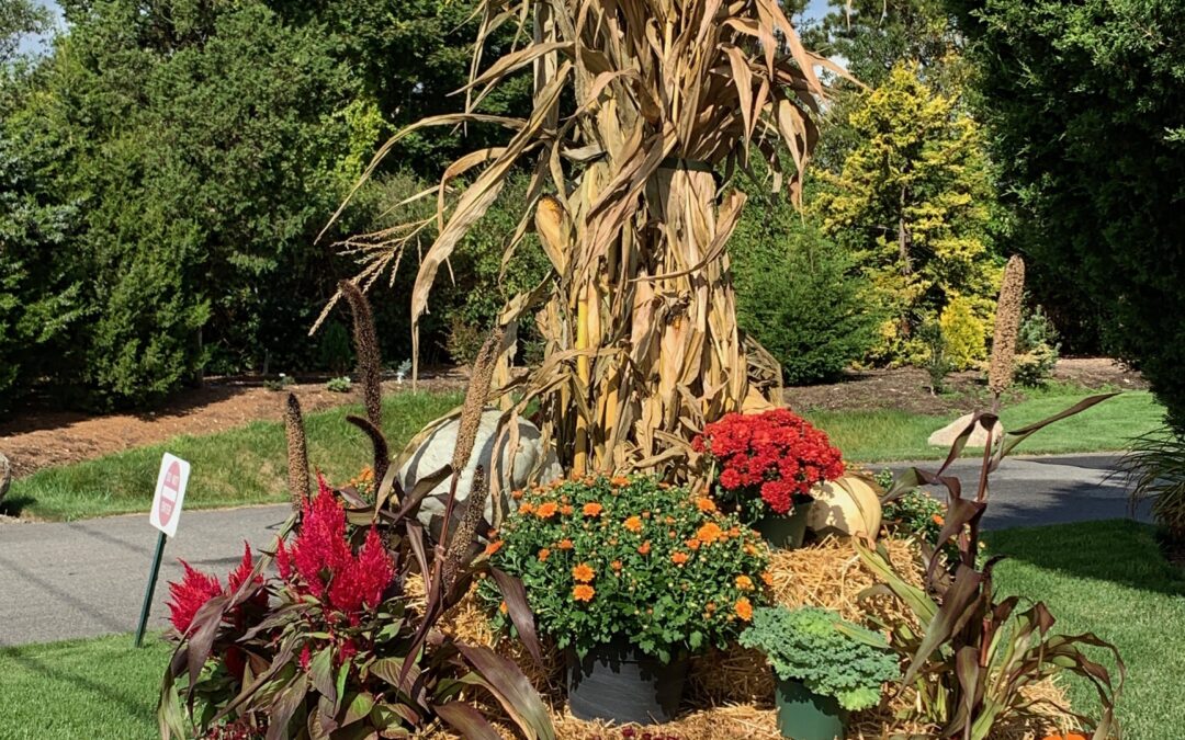 IMG-2608[1] - Hamilton Tree and Landscape